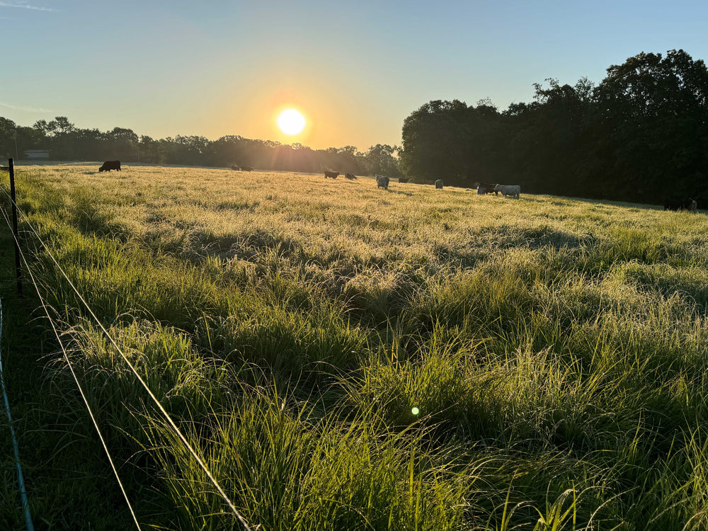 Missouri Grown. Regeneratively Raised. – Oaklee Rose Farms